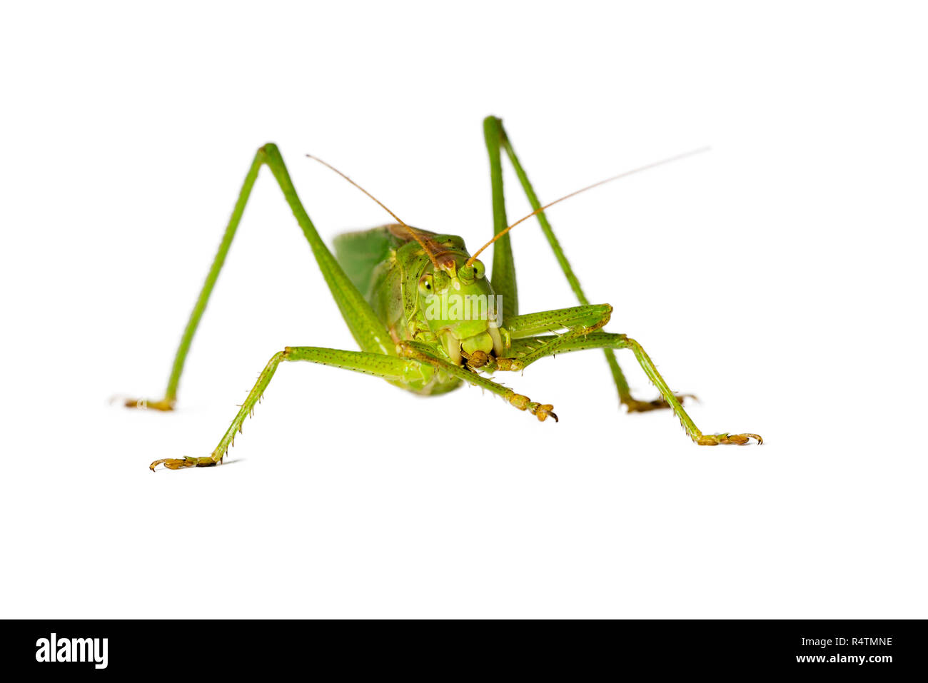 Grasshopper cleaning its feeler, isolated on white Stock Photo - Alamy
