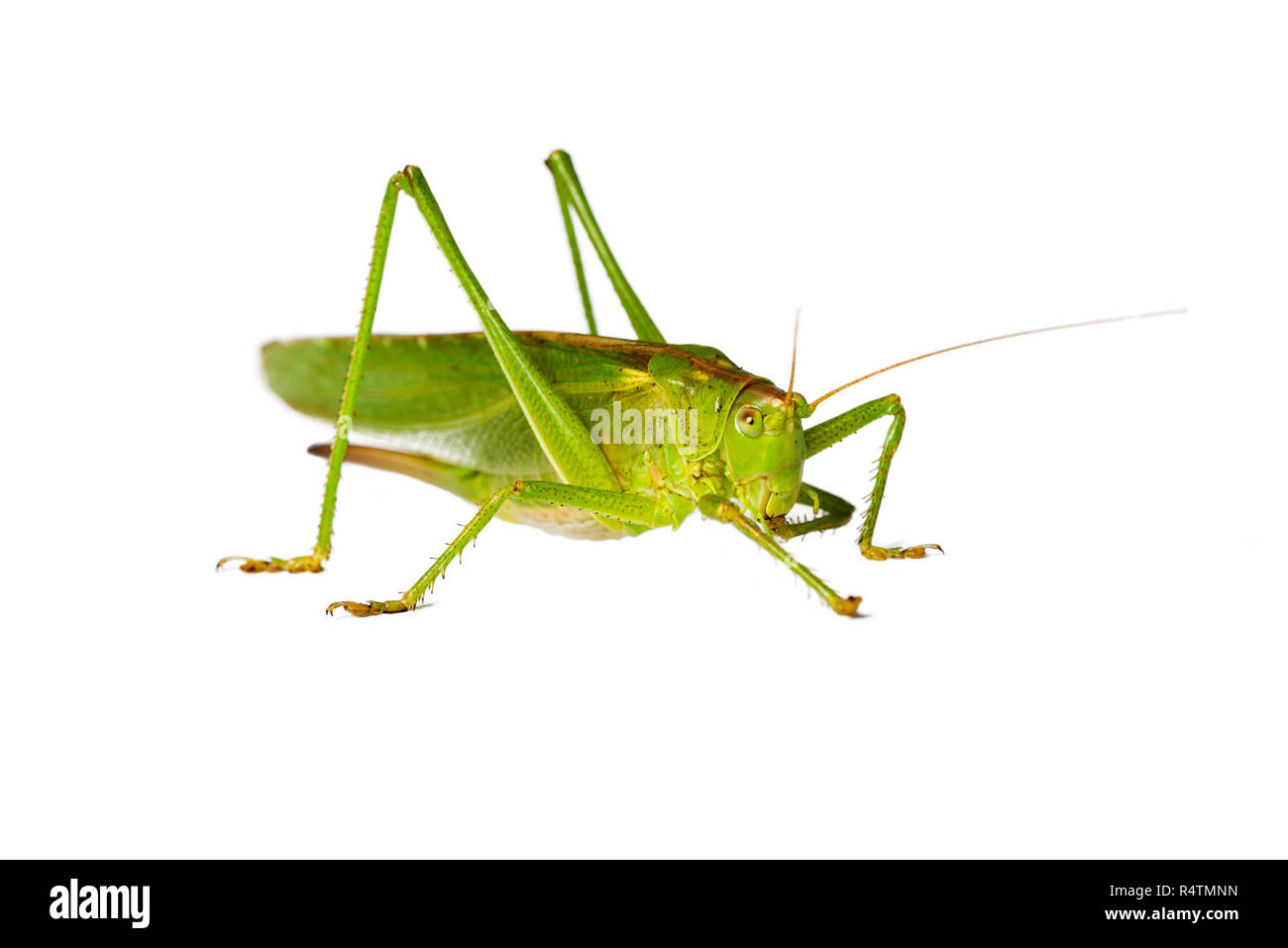 Grasshopper cleaning its feeler, isolated on white Stock Photo - Alamy