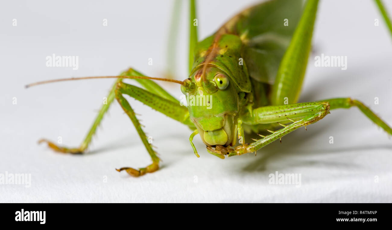 Grasshopper cleaning its feeler, isolated on white Stock Photo - Alamy
