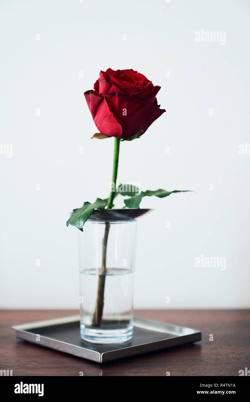 Red rose in tray hi-res stock photography and images - Alamy