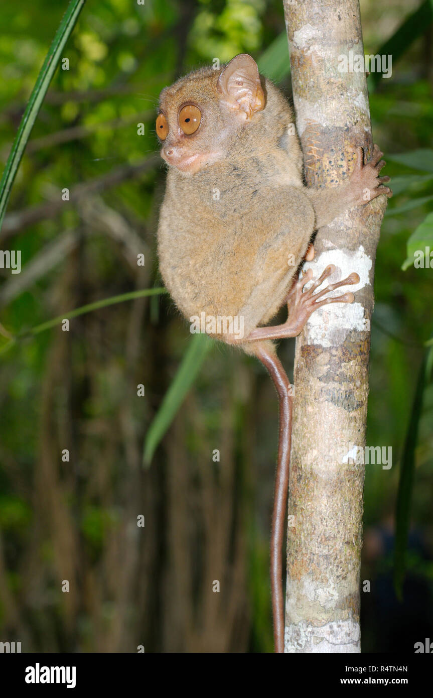 Philippine tarsier (Carlito syrichta) on tree, Bohol, Philippines Stock ...