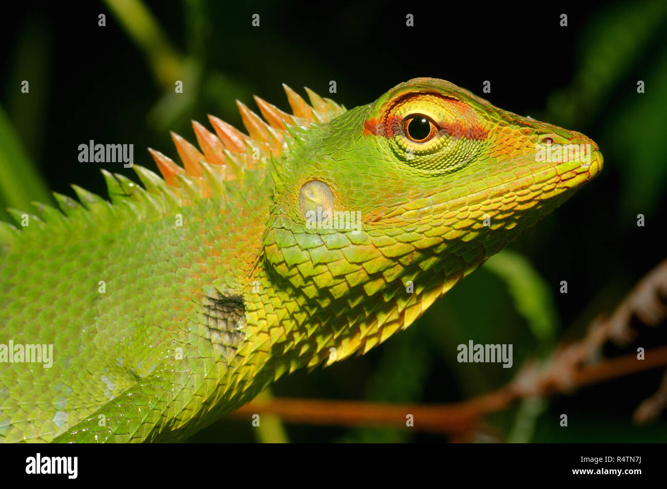 Common Green Forest Lizard (Calotes calotes), portrait, Sinharaja ...