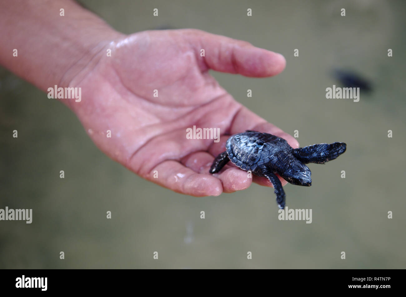 Pacific ridley sea turtle hi-res stock photography and images - Alamy