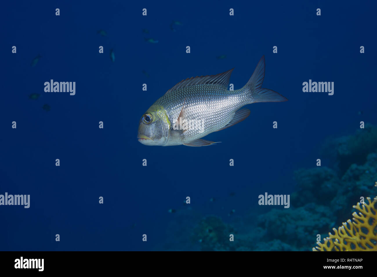 Bigeye Emperor or Humpnose big-eye bream (Monotaxis grandoculis) floats ...