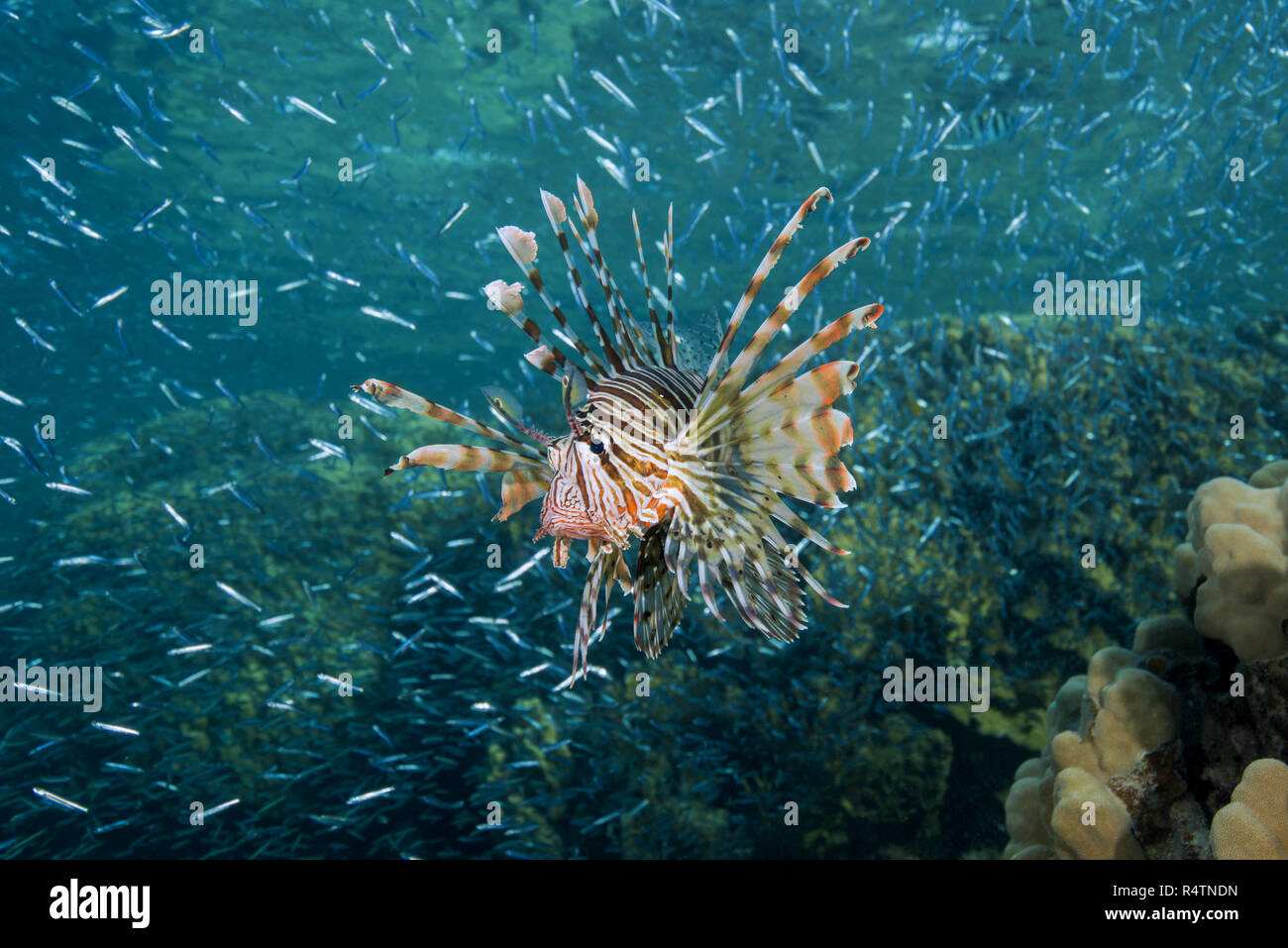 Hardyhead silverside fish underwater hi-res stock photography and ...