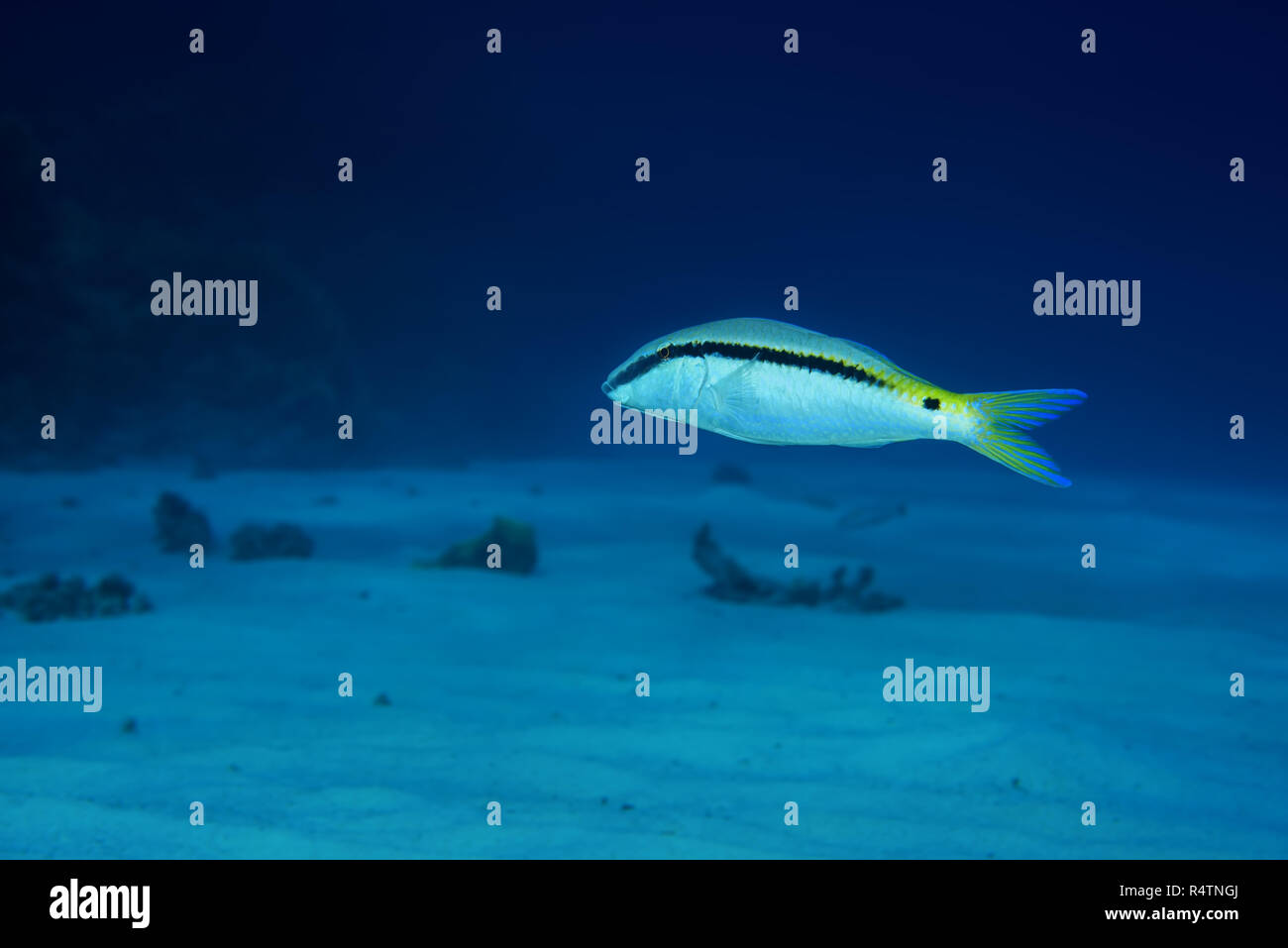 Red Sea Goatfish (Parupeneus forsskali) swims over a sandy bottom, Red ...