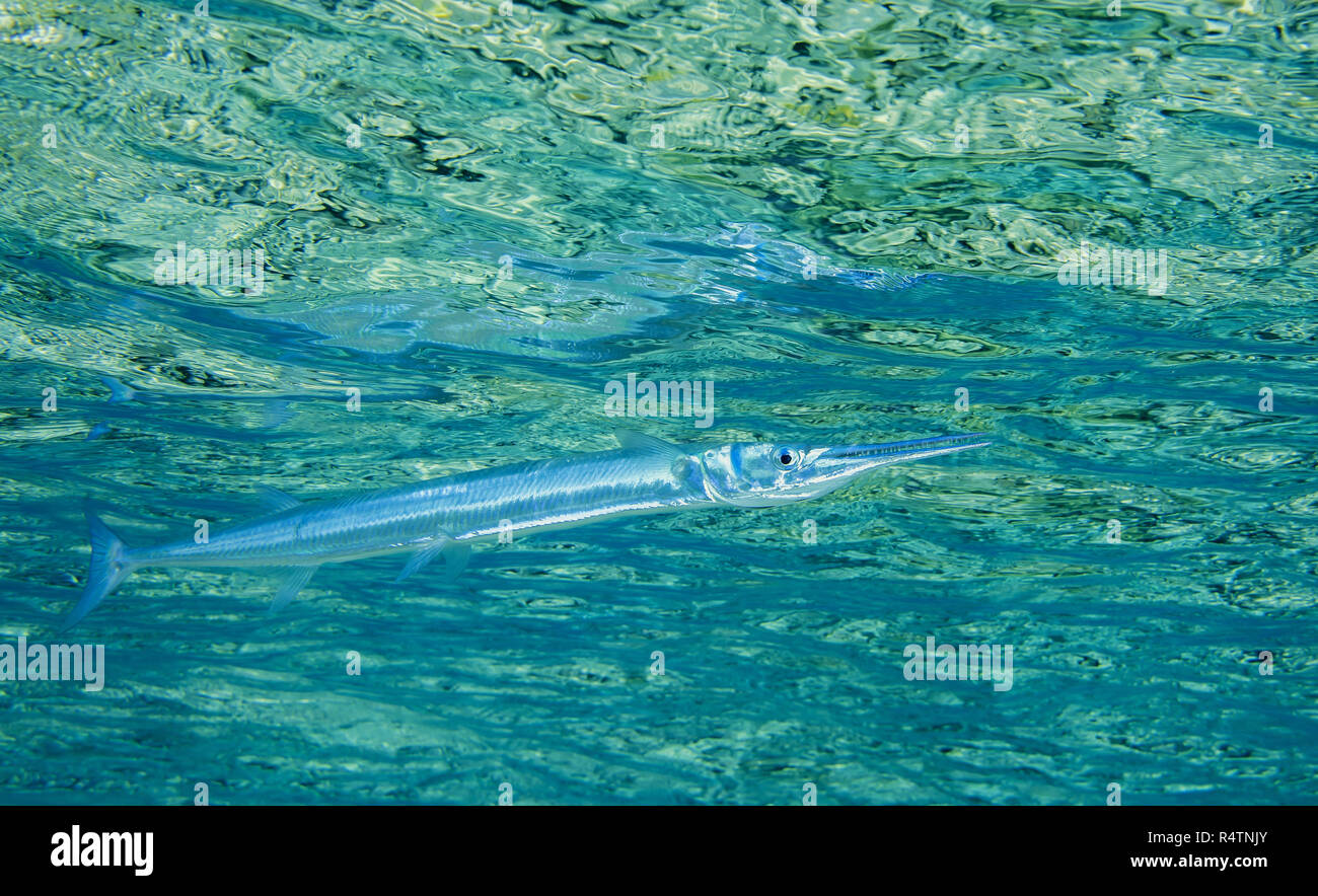 Red Sea houndfish (Tylosurus choram) swimming beneath the surface of ...