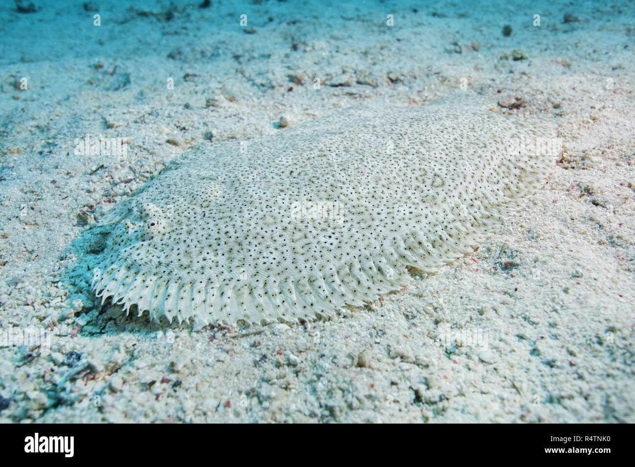 Red Sea Moses sole (Pardachirus marmoratus) on sandy bottom, Red sea ...