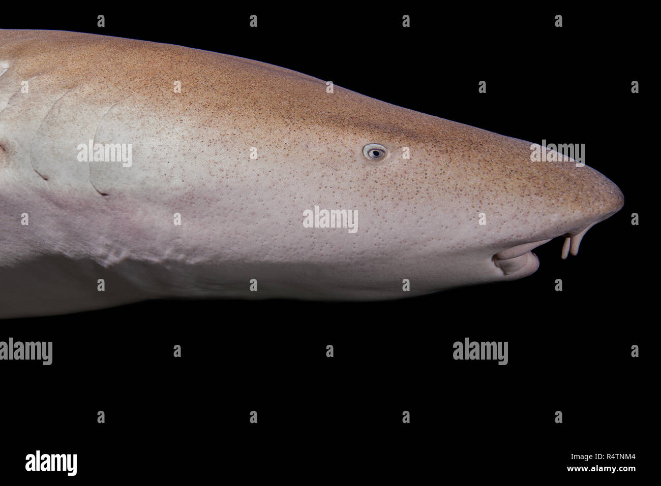 Portrait of Tawny nurse shark (Nebrius ferrugineus) in the night ...