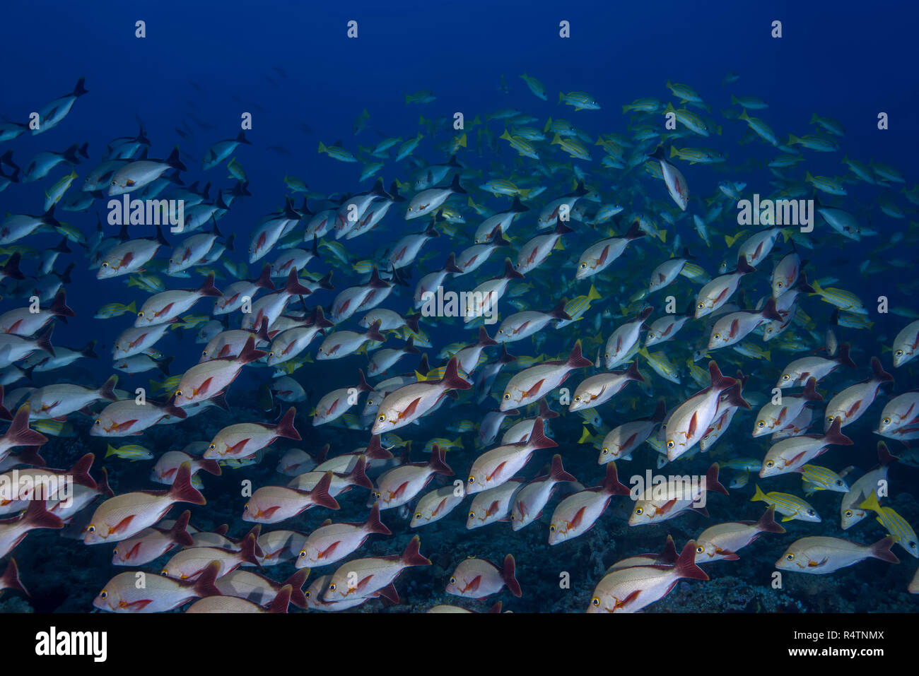 Humpback red snapper lutjanus gibbus hi-res stock photography and ...