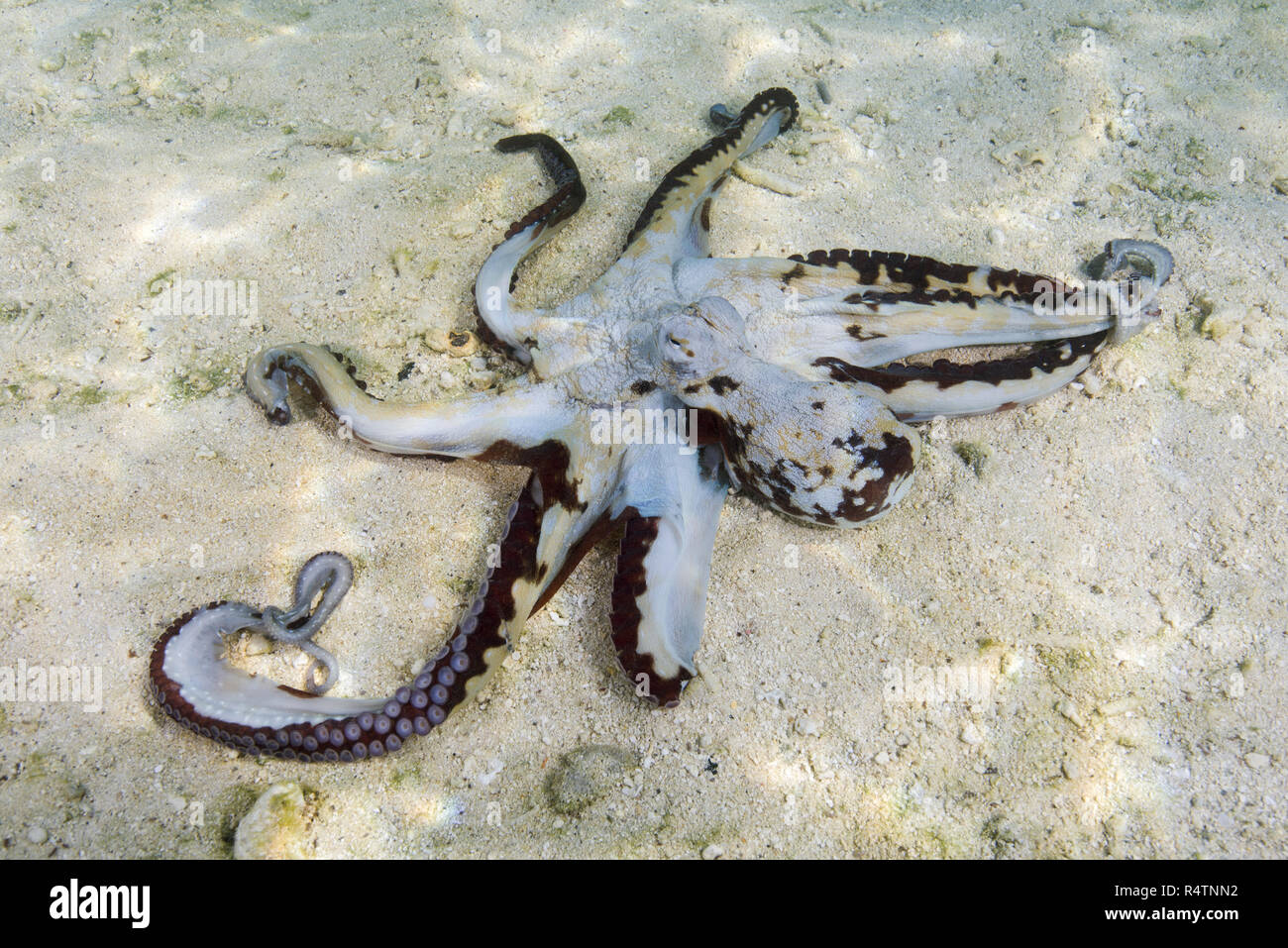 Octopus sea bottom hi-res stock photography and images - Alamy