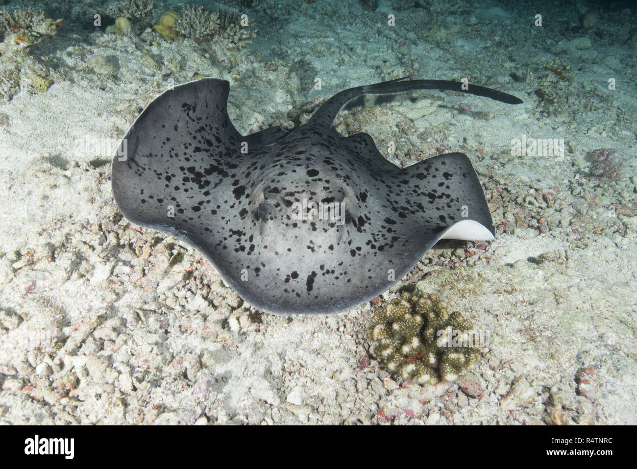 Round ribbontail ray (Taeniura meyeni), Indian Ocean, Maldives Stock ...