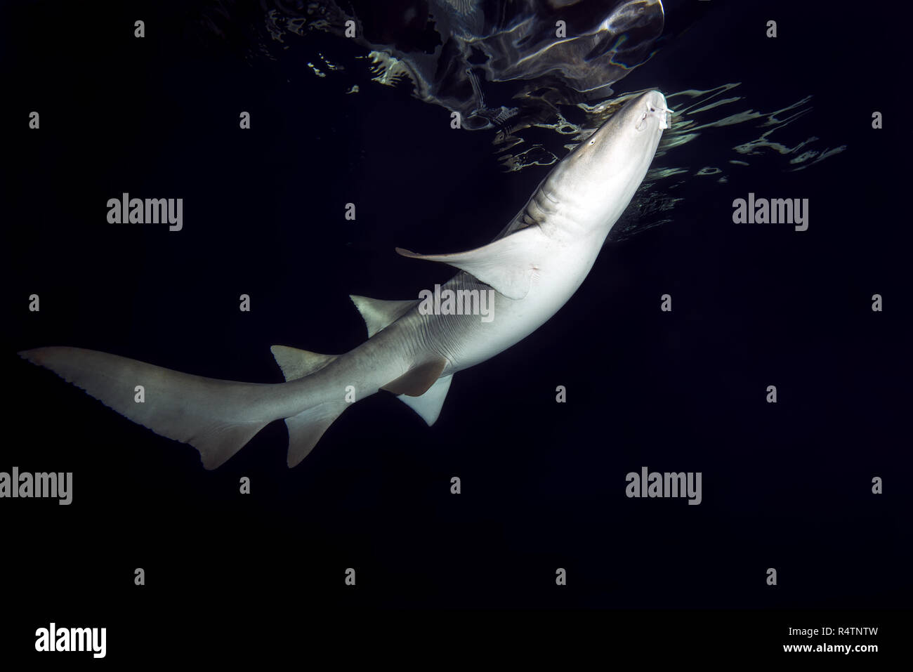 Tawny nurse shark (Nebrius ferrugineus) at night, Indian Ocean ...