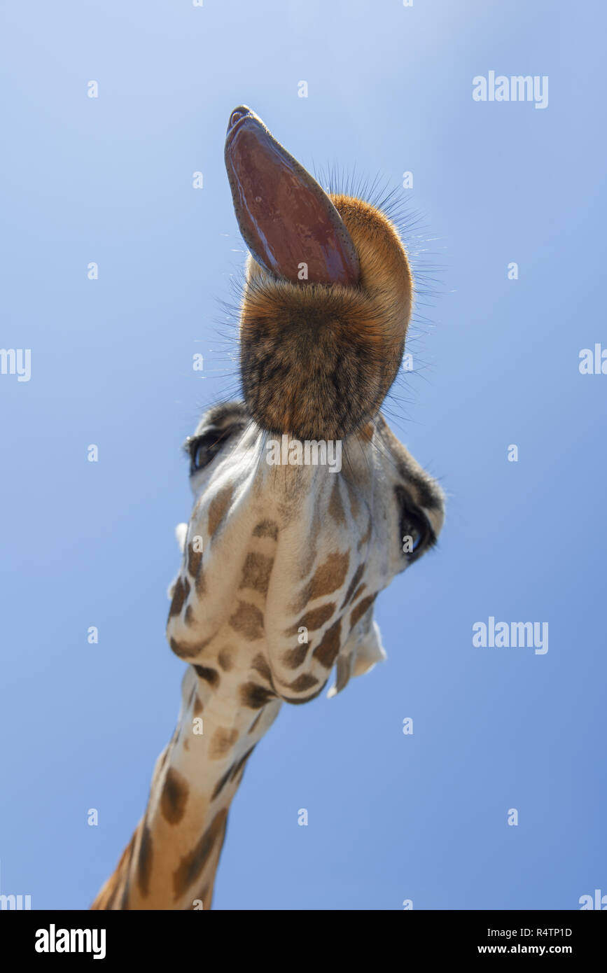 Giraffa tongue hi-res stock photography and images - Alamy