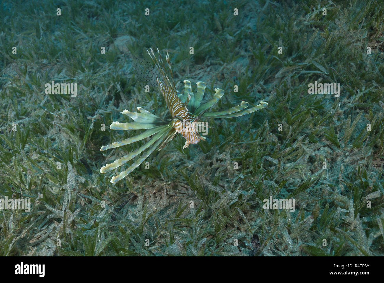 Poisonous fish Red Lionfish (Pterois volitans) swim over bottom with ...