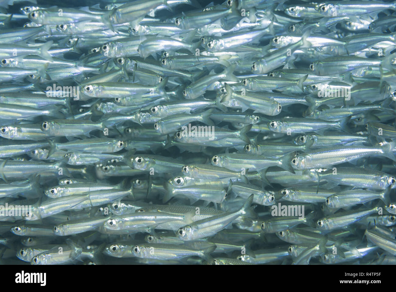 Massive school of fish, silver fishes, Red Sea, Dahab, Egypt Stock ...