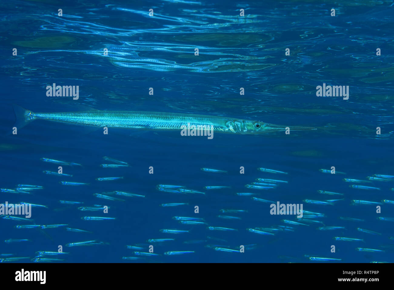 Needlefish (Belonidae) hunts small fish under the surface of water, Red ...