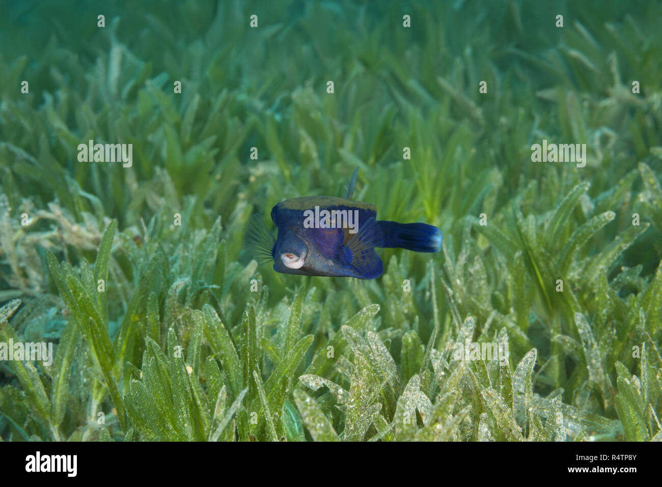 Baby Bluetail Trunkfish (Ostracion cyanurus) swims in the green sea ...