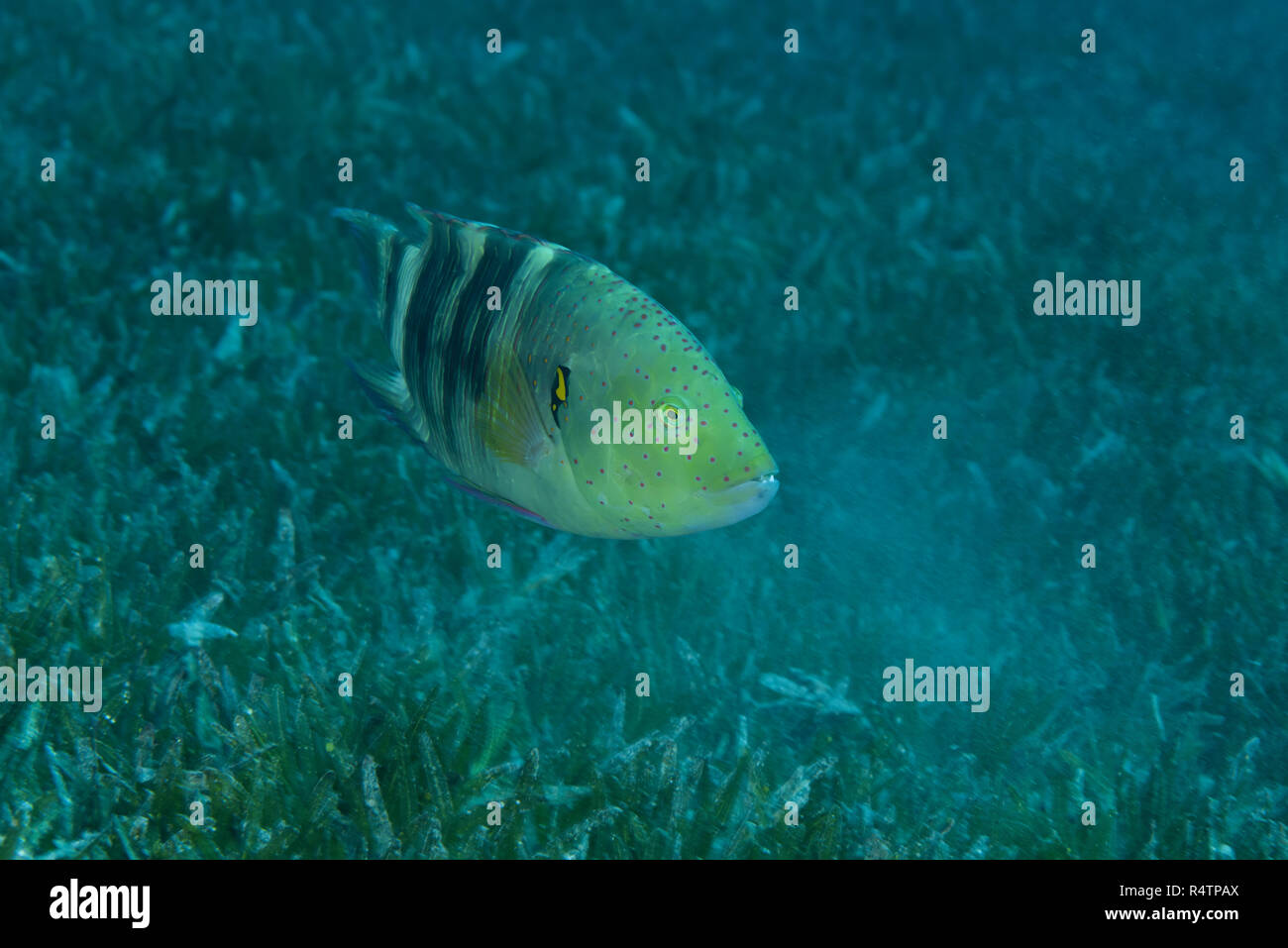 Abudjubbe (Cheilinus abudjubbe) swim over sea grass, Red Sea, Dahab ...