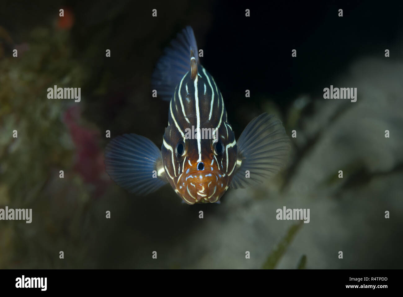 Red sea soapfish hi-res stock photography and images - Alamy