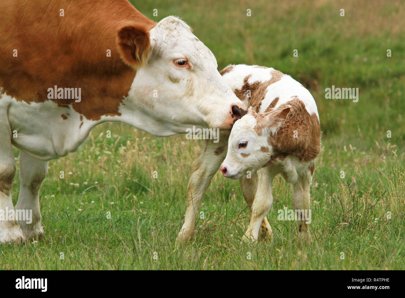 Newborn cattle hi-res stock photography and images - Alamy