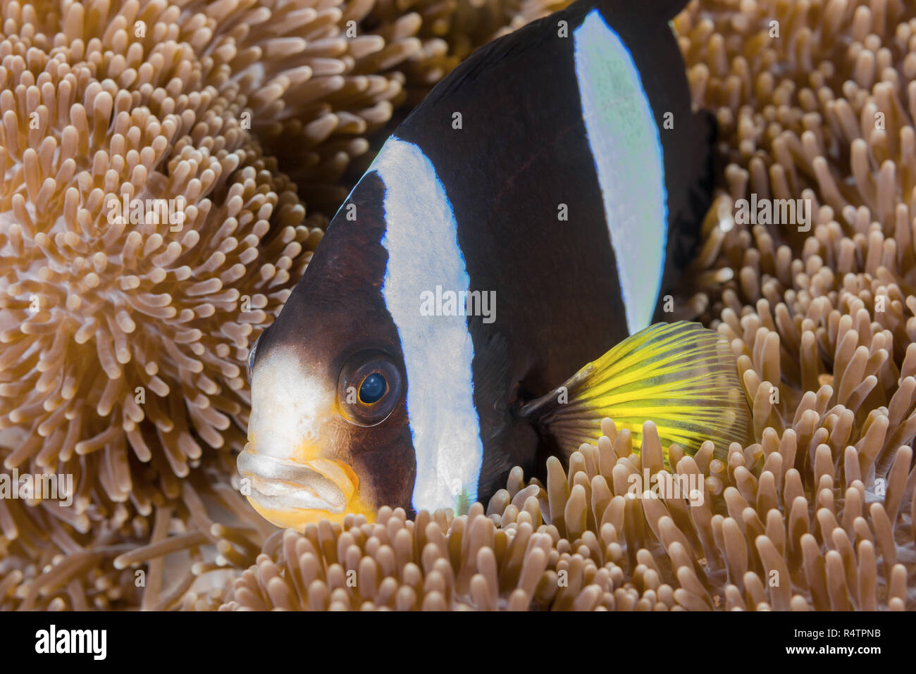 Clark's anemonefish (Amphiprion clarkii) in sea anemone (Actiniaria ...