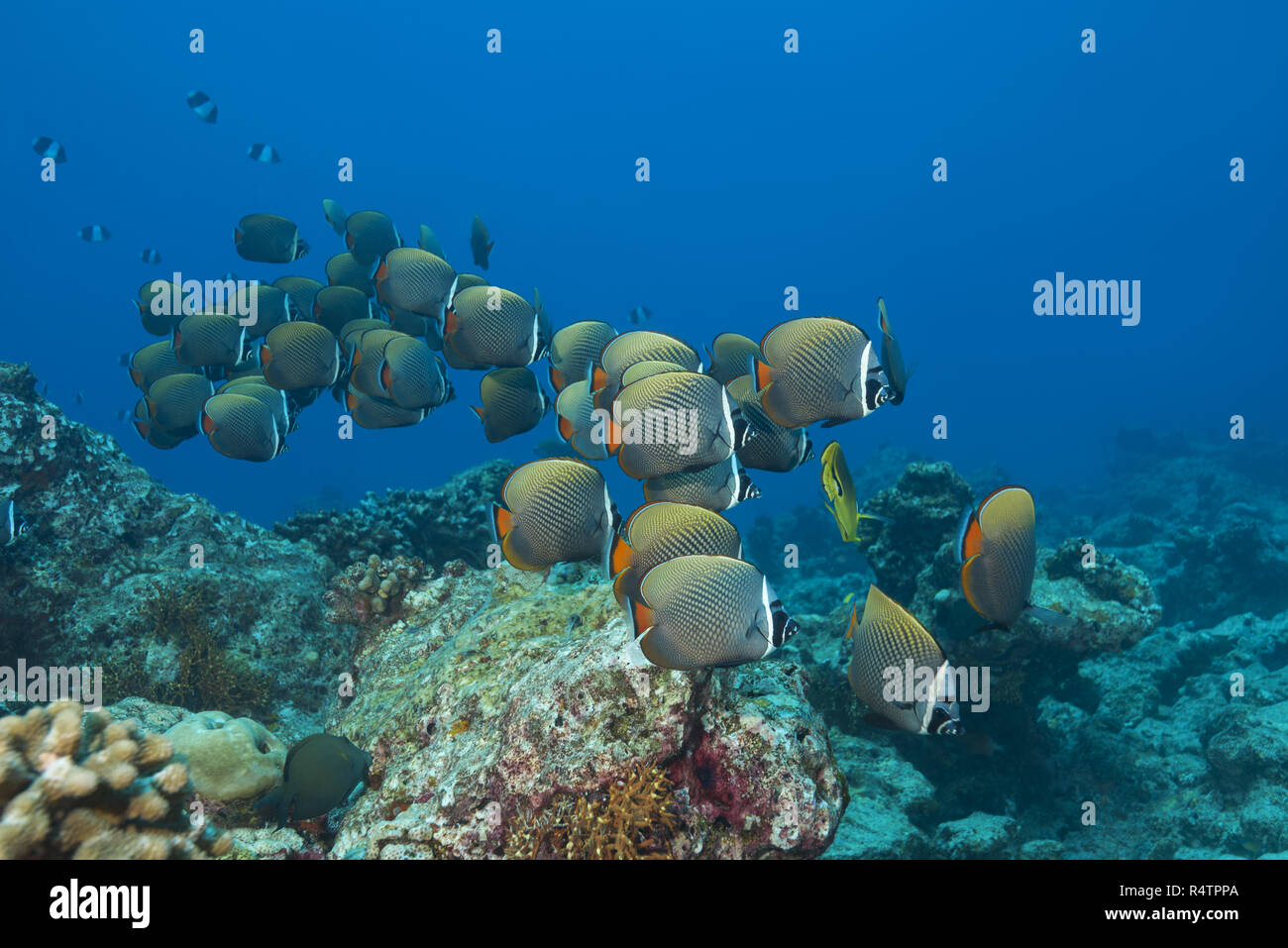 Pakistani fish hi-res stock photography and images - Alamy