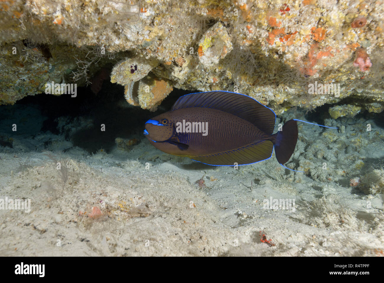 Bignose Unicornfish (Naso vlamingii) on ground, Indian Ocean, Maldives ...