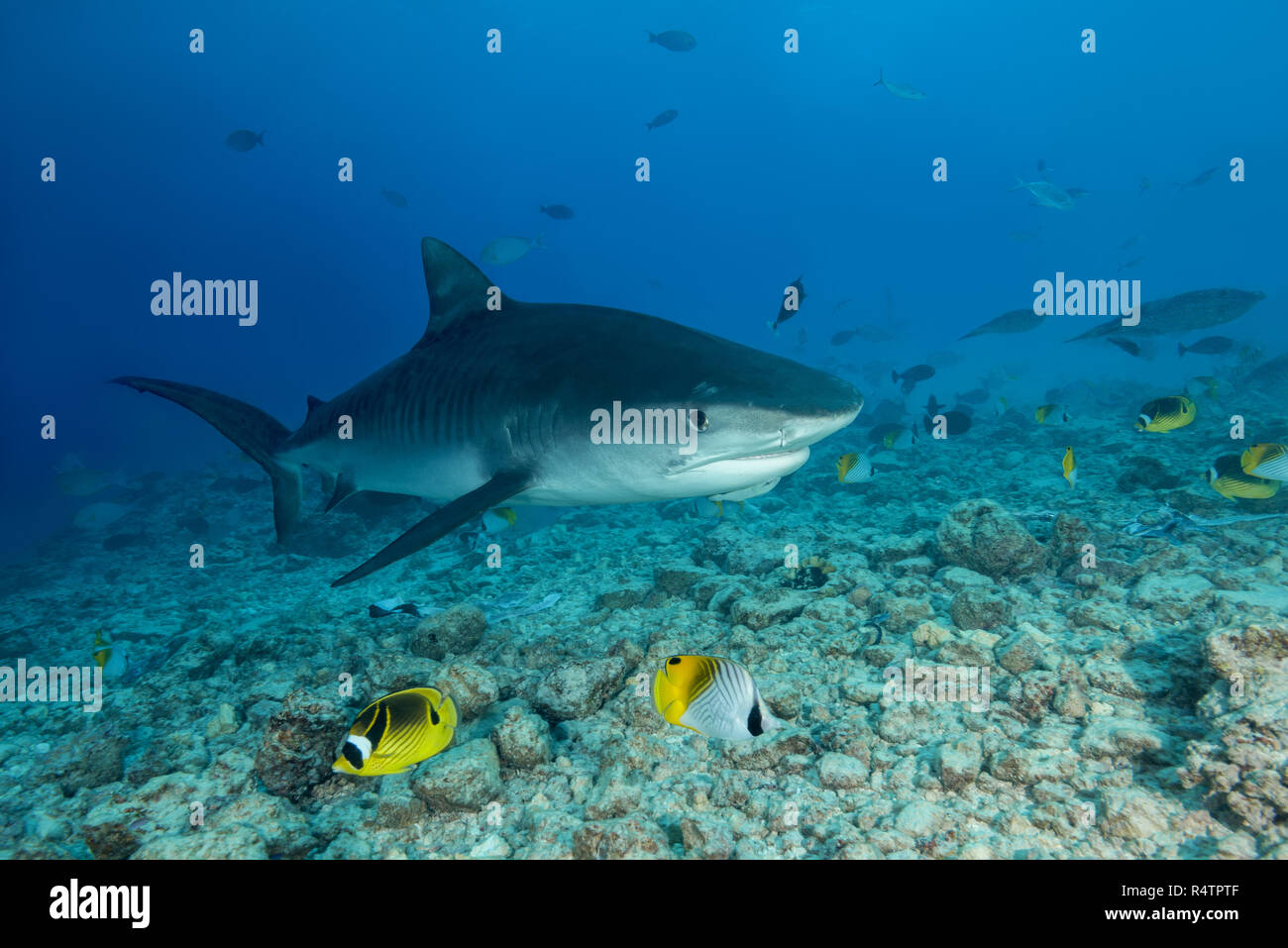 Tiger Shark (Galeocerdo cuvier) swims over coral reef, Fuvahmulah Atoll ...