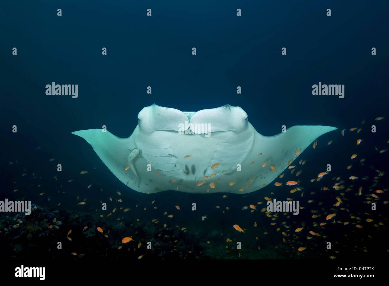 Reef Manta Ray (Mobula alfredi) with cleaner fishes, Indian Ocean ...