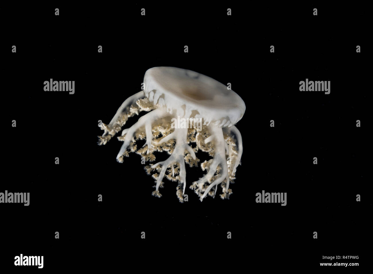 Upside-down jellyfish (Cassiopea andromeda) in the night, Indian Ocean ...