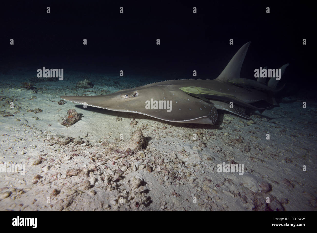 Common Guitarfish (Rhynchobatus djiddensis) swims over sandy bottom in ...