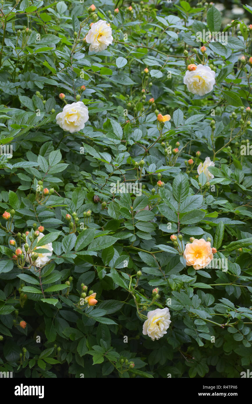 Yellow rambling rose hi-res stock photography and images - Alamy