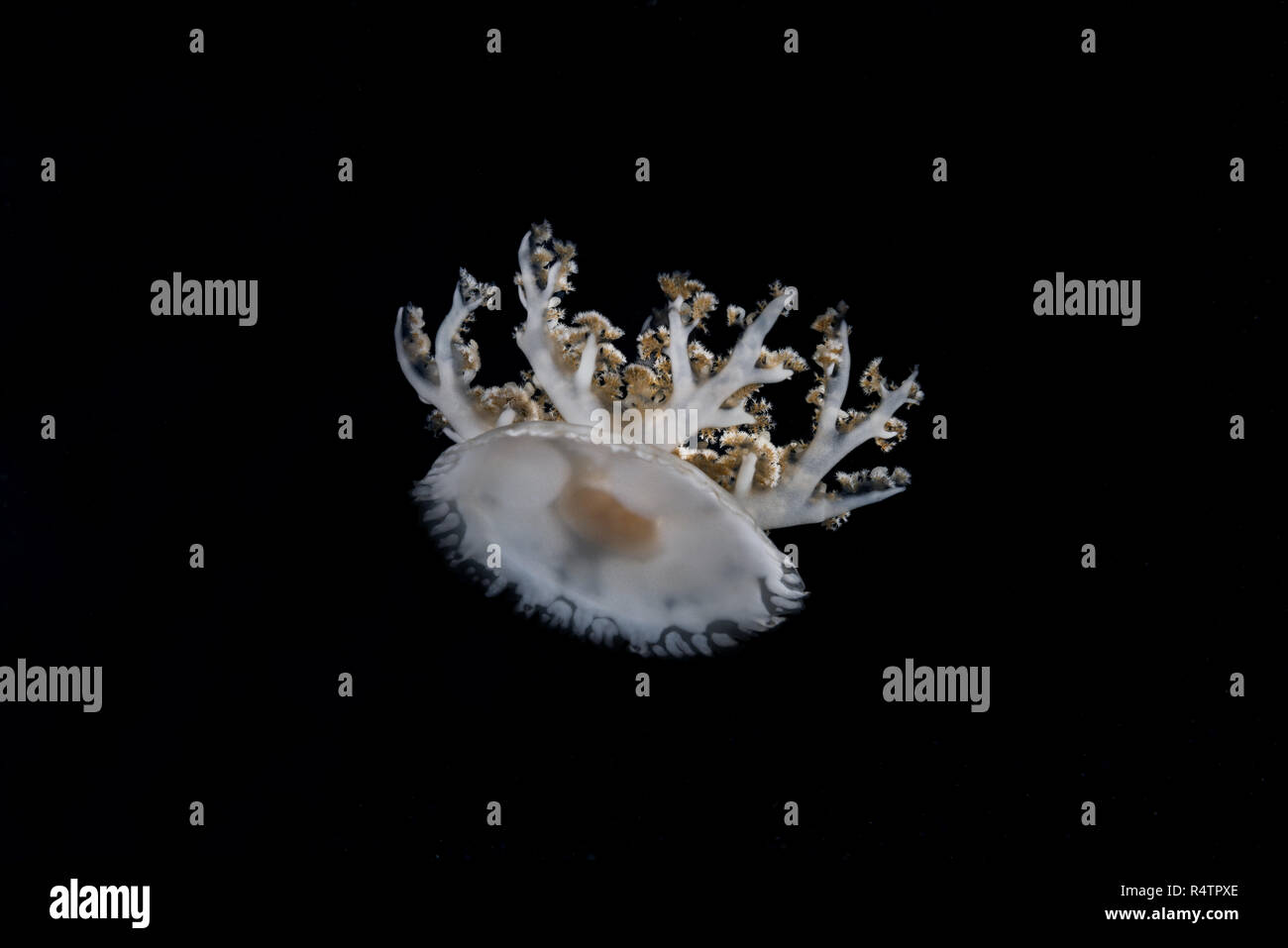 Upside-down jellyfish (Cassiopea andromeda) in the night, Indian Ocean ...