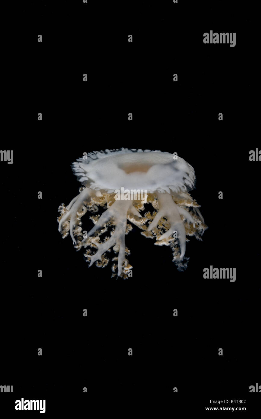 Upside Down Jellyfish (Cassiopea andromeda) in the night, Indian Ocean ...