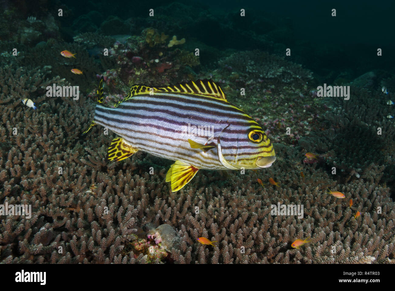 Oriental Sweetlips (Plectorhinchus vittatus) swims over coral reef ...