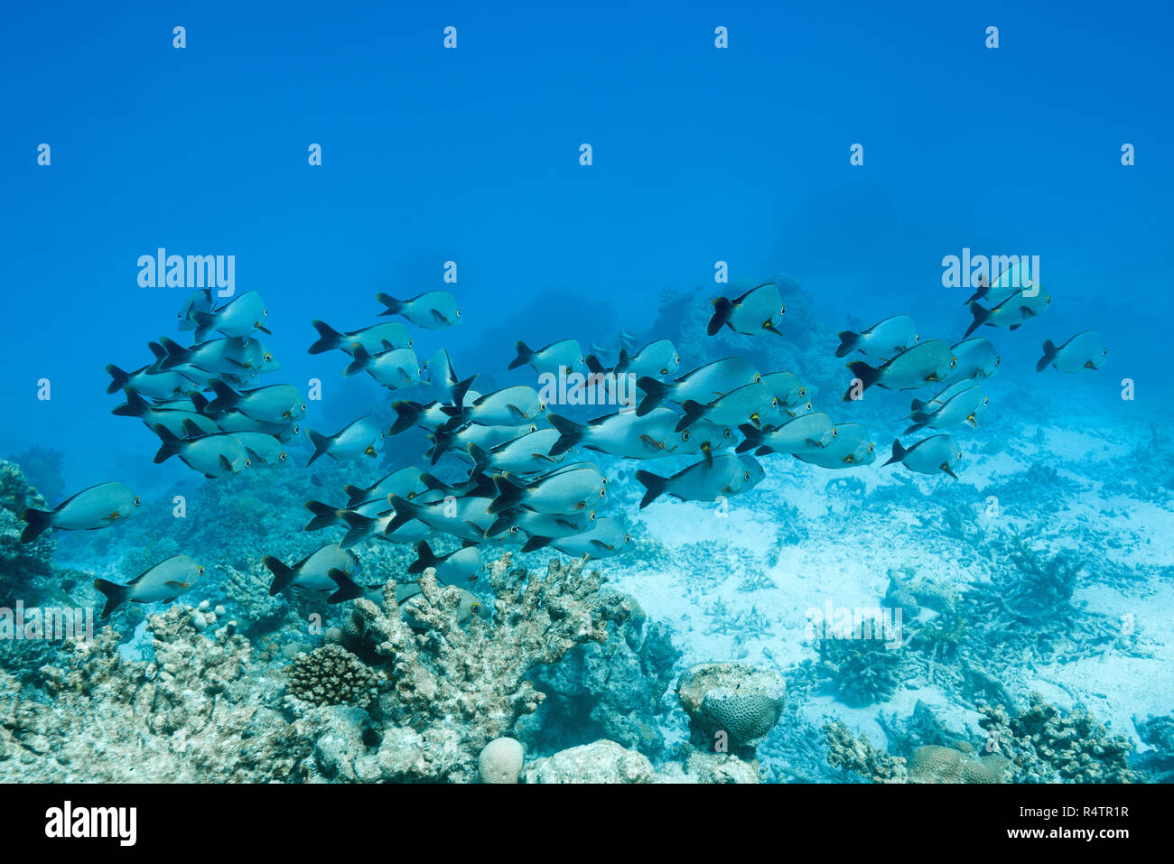 School of Humpback Red Snapper (Lutjanus gibbus), Indian Ocean ...