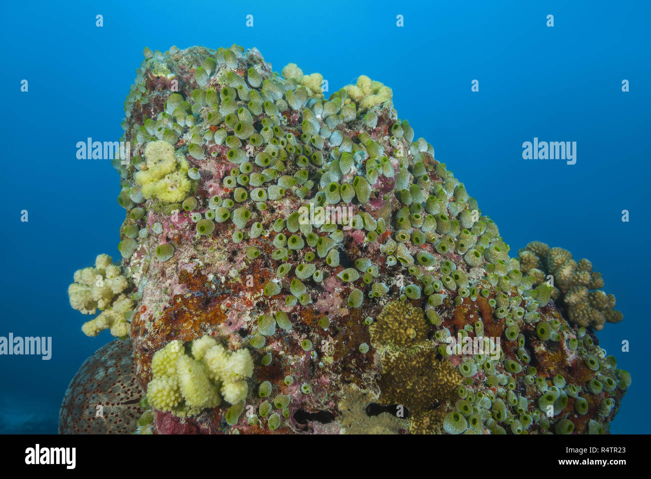 Colony of Urn Ascidian or green barrel sea squirt (Didemnum molle) on ...