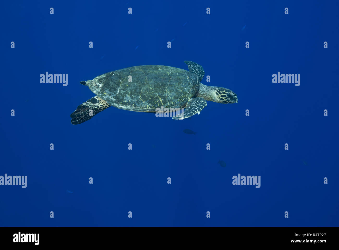 Hawksbill sea turtle (Eretmochelys imbricata) swims near coral reef in ...
