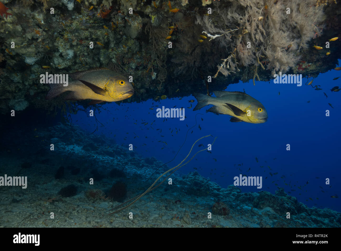 Two Midnight Snapper (Macolor macularis) swim in a cave, Indian Ocean ...