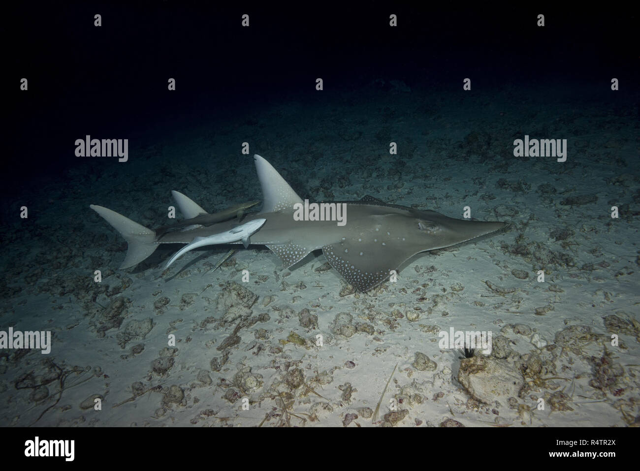 Guitarfish hi-res stock photography and images - Alamy