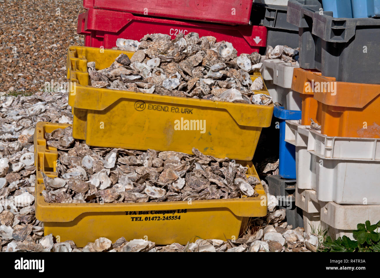 Whitstable, Oyster Shells for Recycling, Kent Stock Photo - Alamy