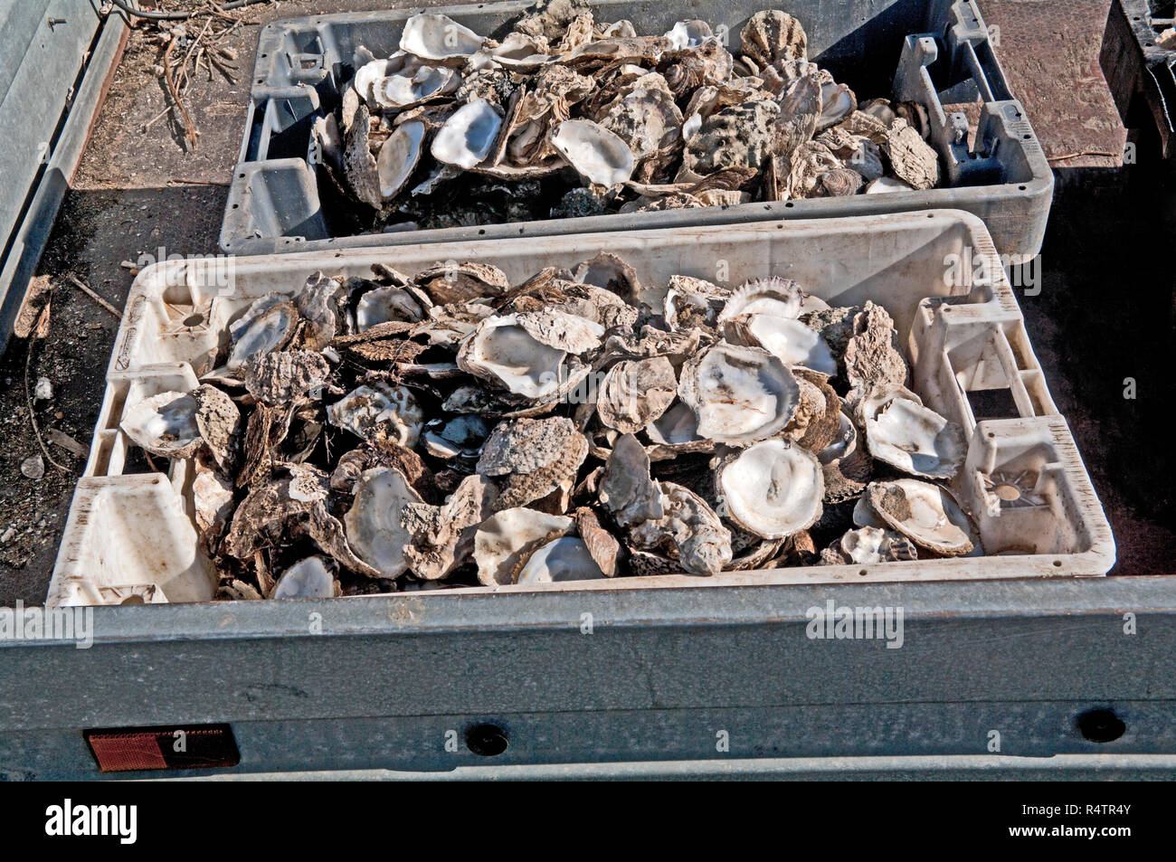 Recycle oyster shells hi-res stock photography and images - Alamy
