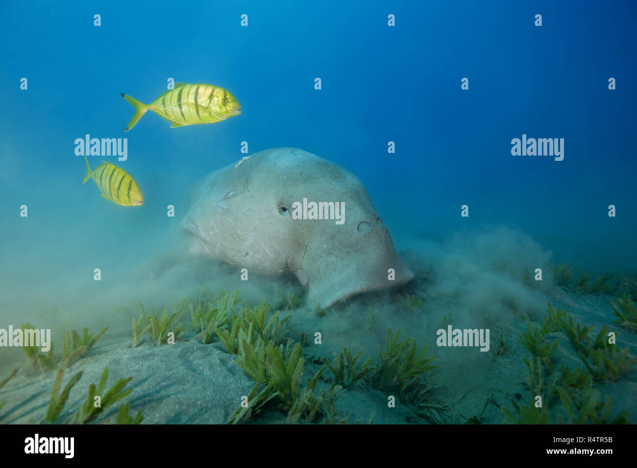 Dugong (Dugong dugon) eating sea grass, with Golden Trevallys ...