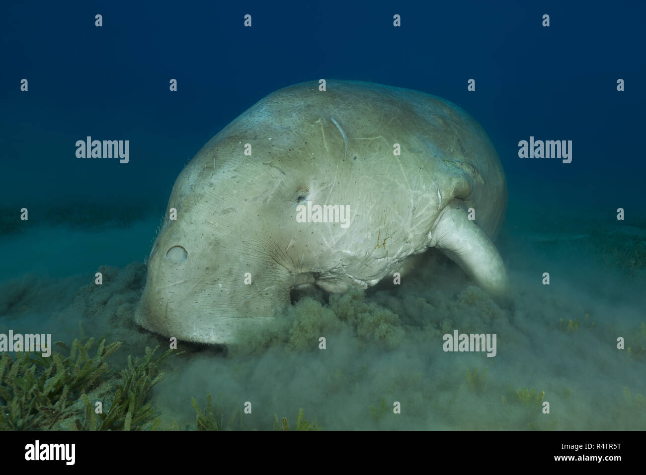 Dugong (Dugong dugon) eating sea grass, Red Sea, Hermes Bay, Marsa Alam ...