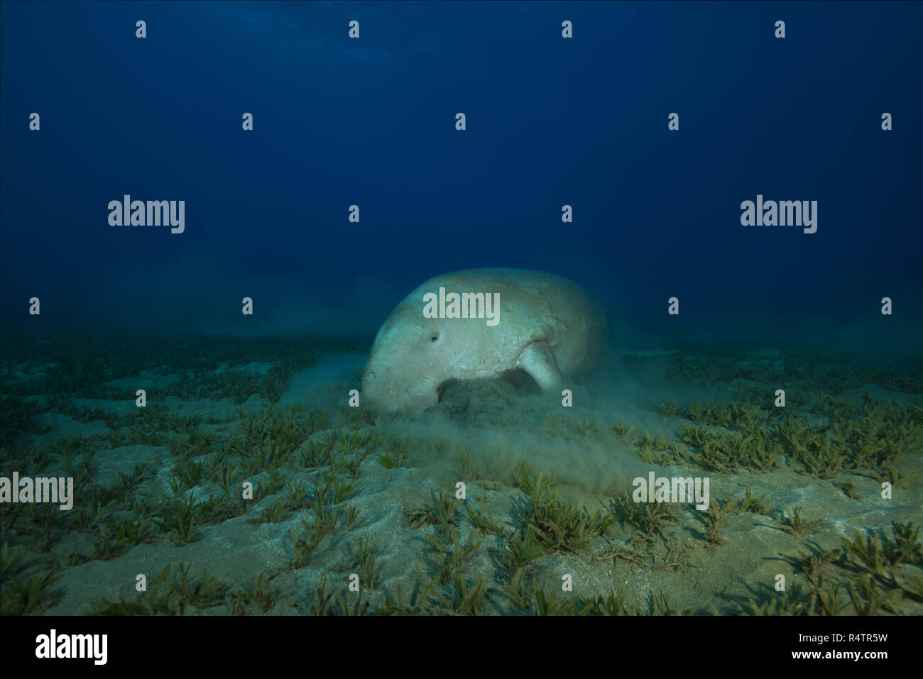 Dugong (Dugong dugon) eating sea grass, Red Sea, Hermes Bay, Marsa Alam ...