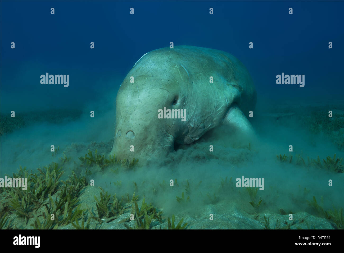 Sea Cow (Dugong dugon) eating sea grass, Red Sea, Hermes Bay, Marsa ...