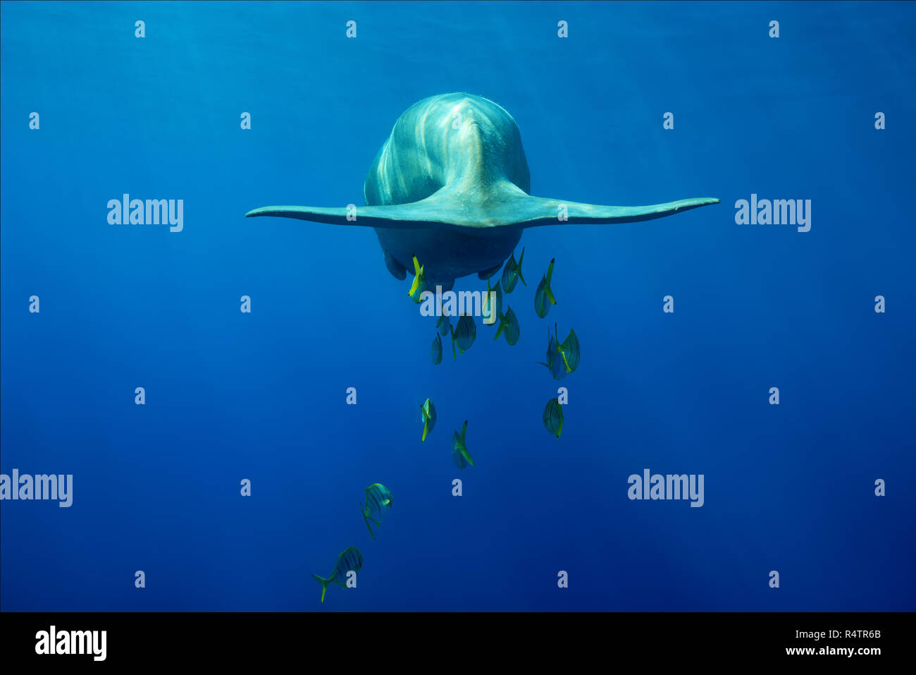 Tail of a floating Sea Cow (Dugong dugon) with Golden Trevallys ...