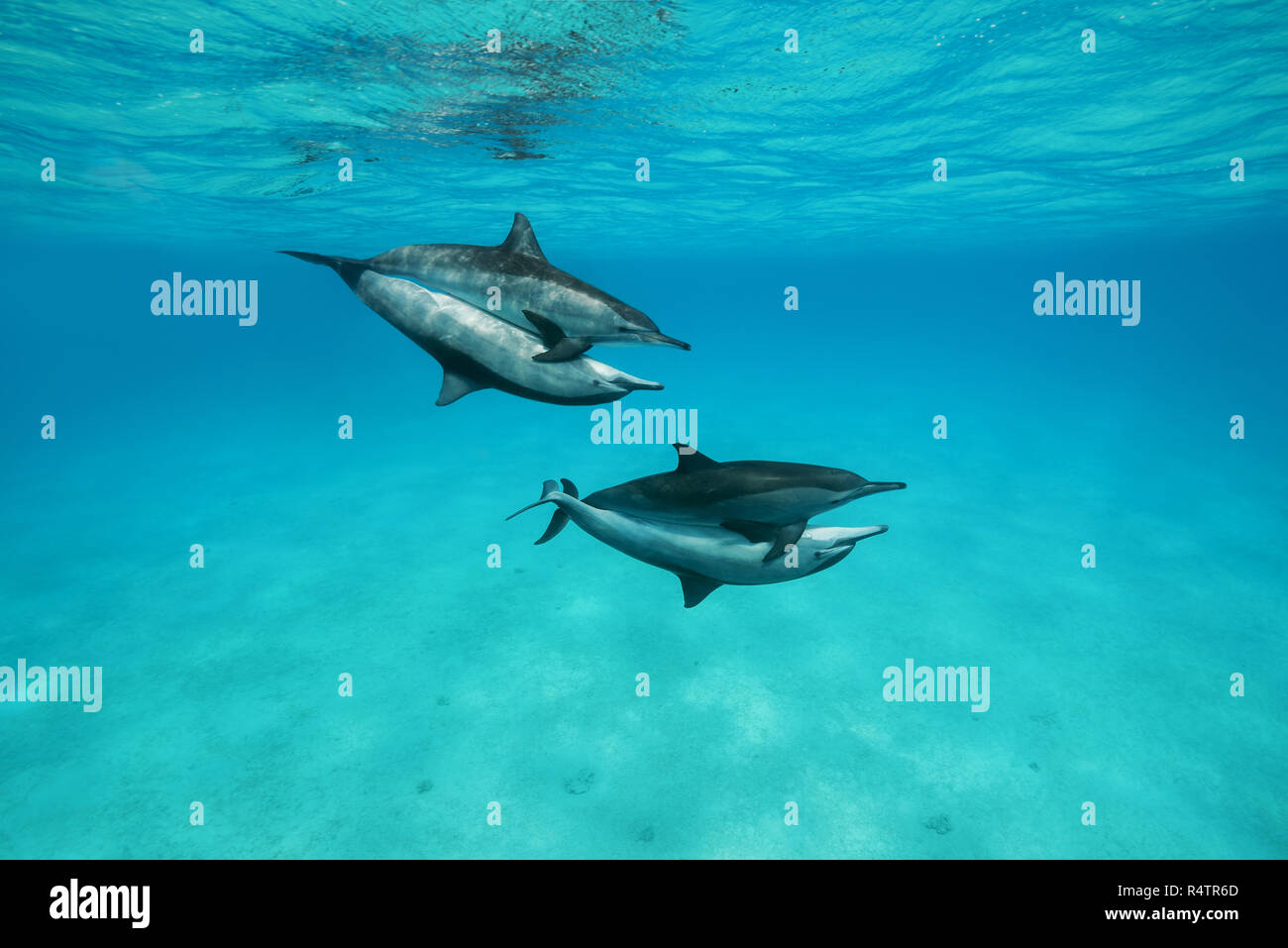 Mating whales hi-res stock photography and images - Alamy