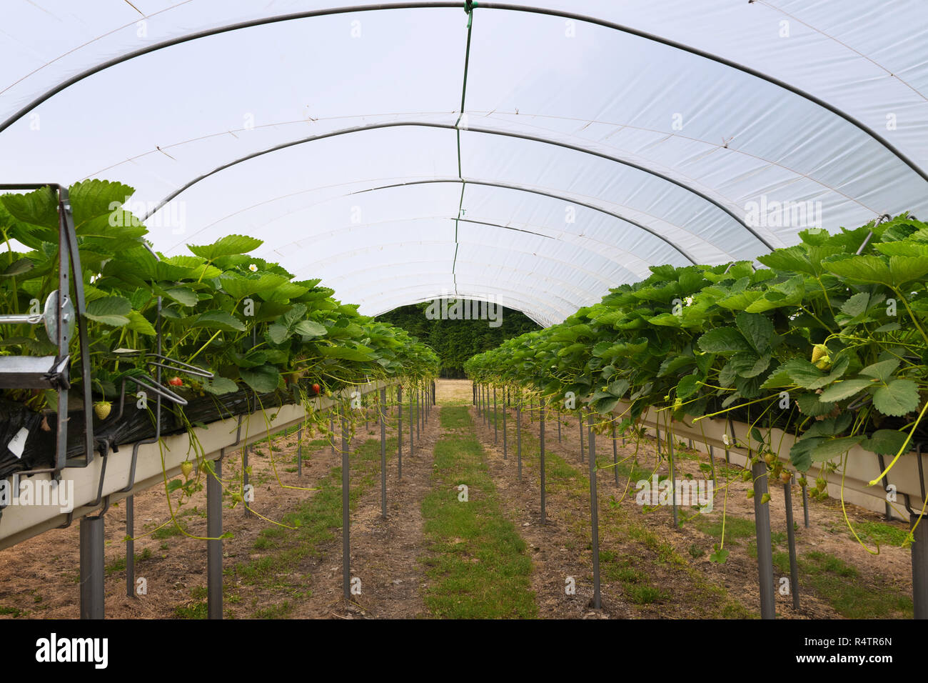 modern strawberry greenhouse with beds at standing height on shelves ...